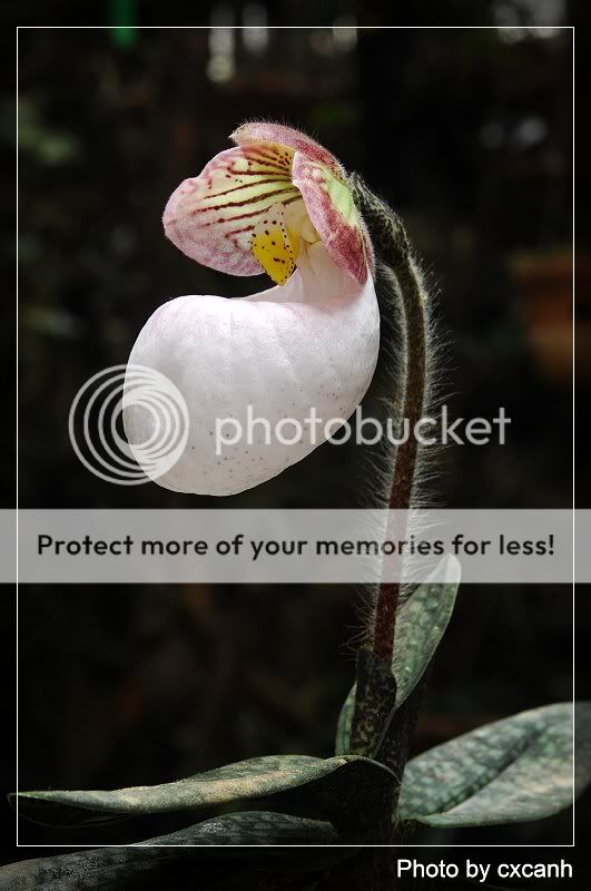 Paphiopedilum micranthum | Slippertalk Orchid Forum