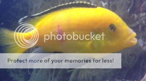 Yellow lab african cichlid open sore? | Cichlid Fish Forum